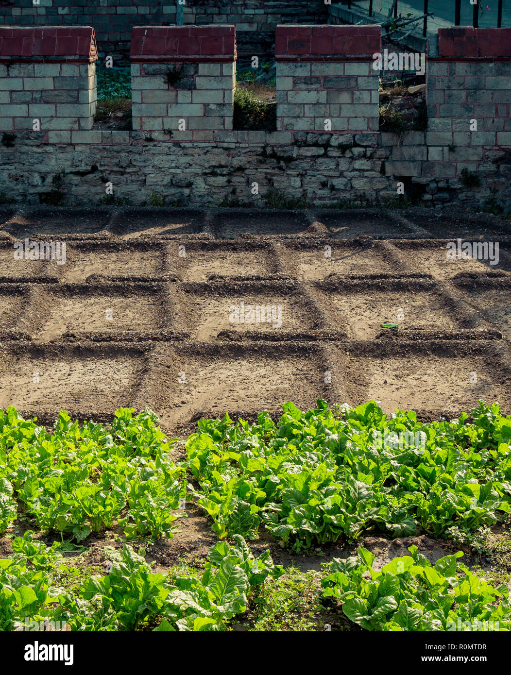 Growing sprouted agricultural crops in spring field Stock Photo - Alamy