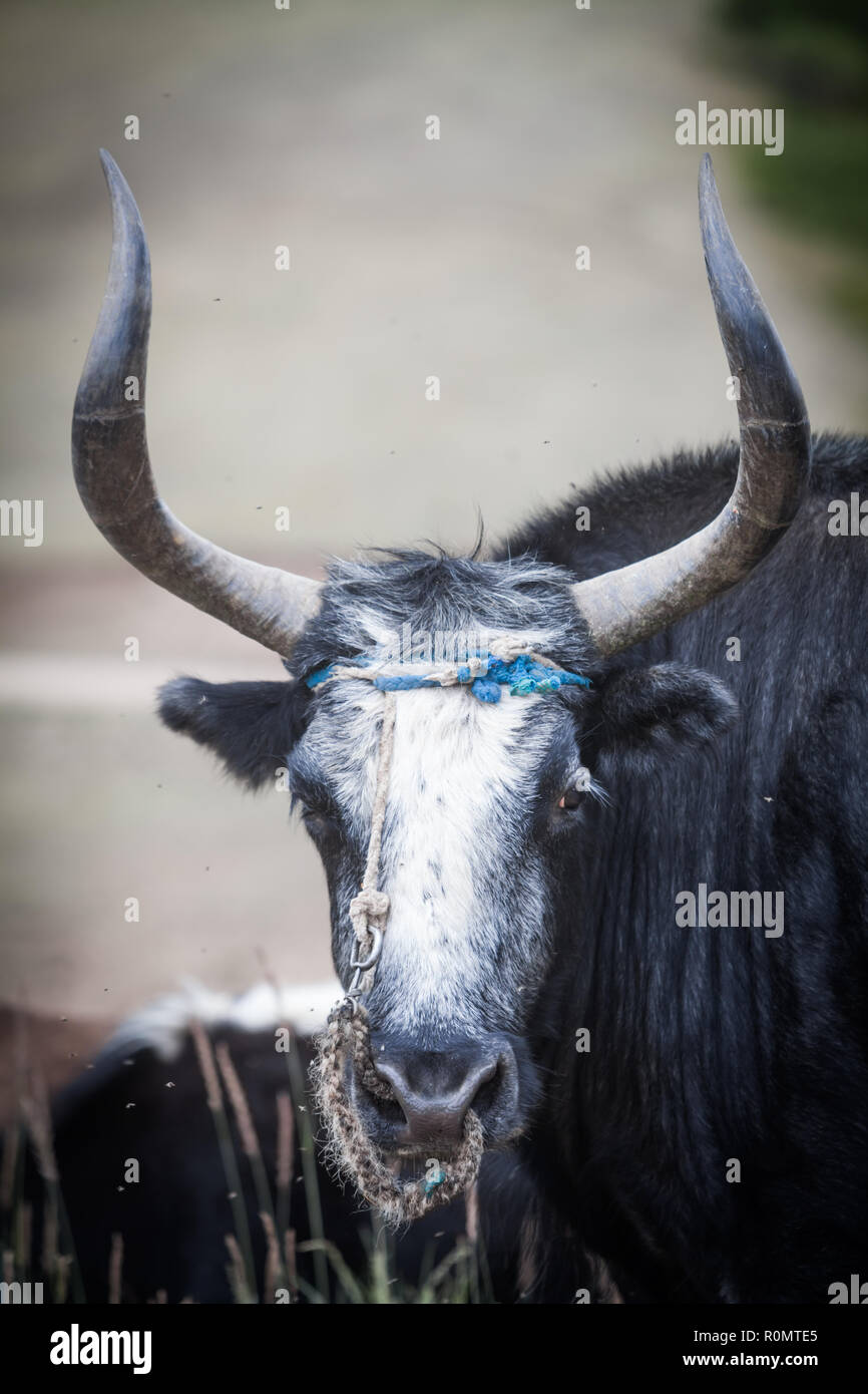 Color portrait of a male yak on in Mongolia Stock Photo - Alamy