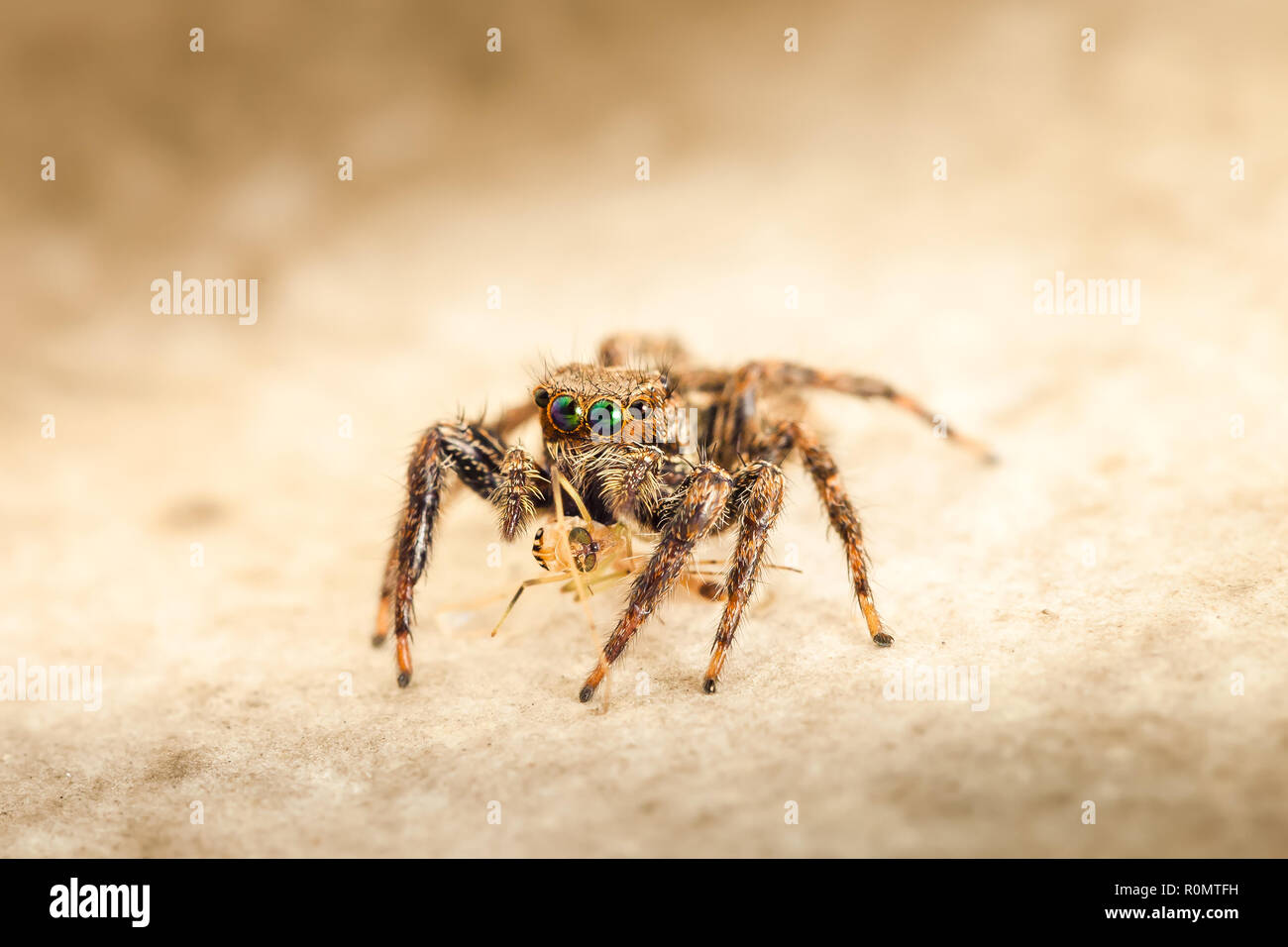 Jumping spiders hi-res stock photography and images - Alamy