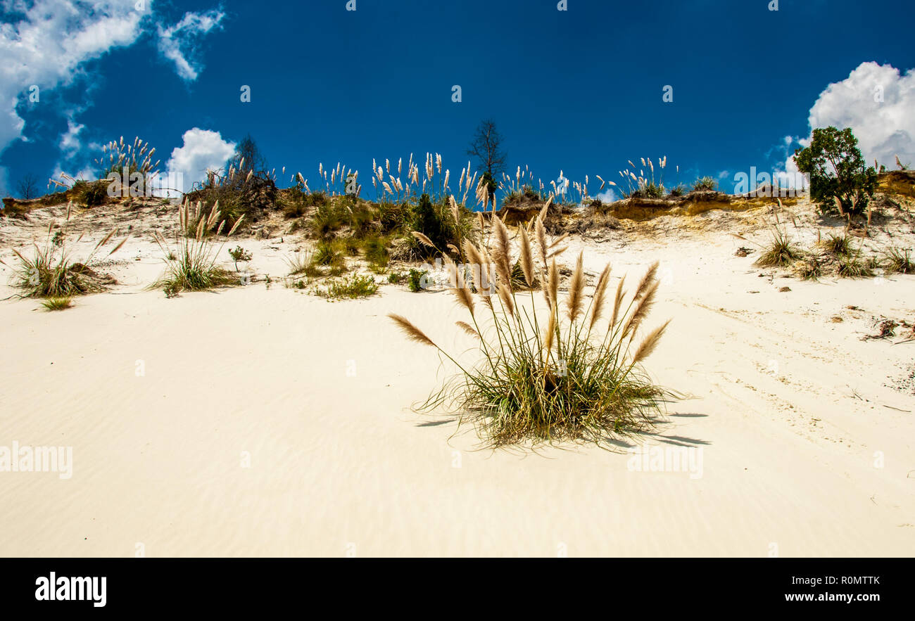 Beautiful gold mine dumps on the west Rand in South Africa Stock Photo ...