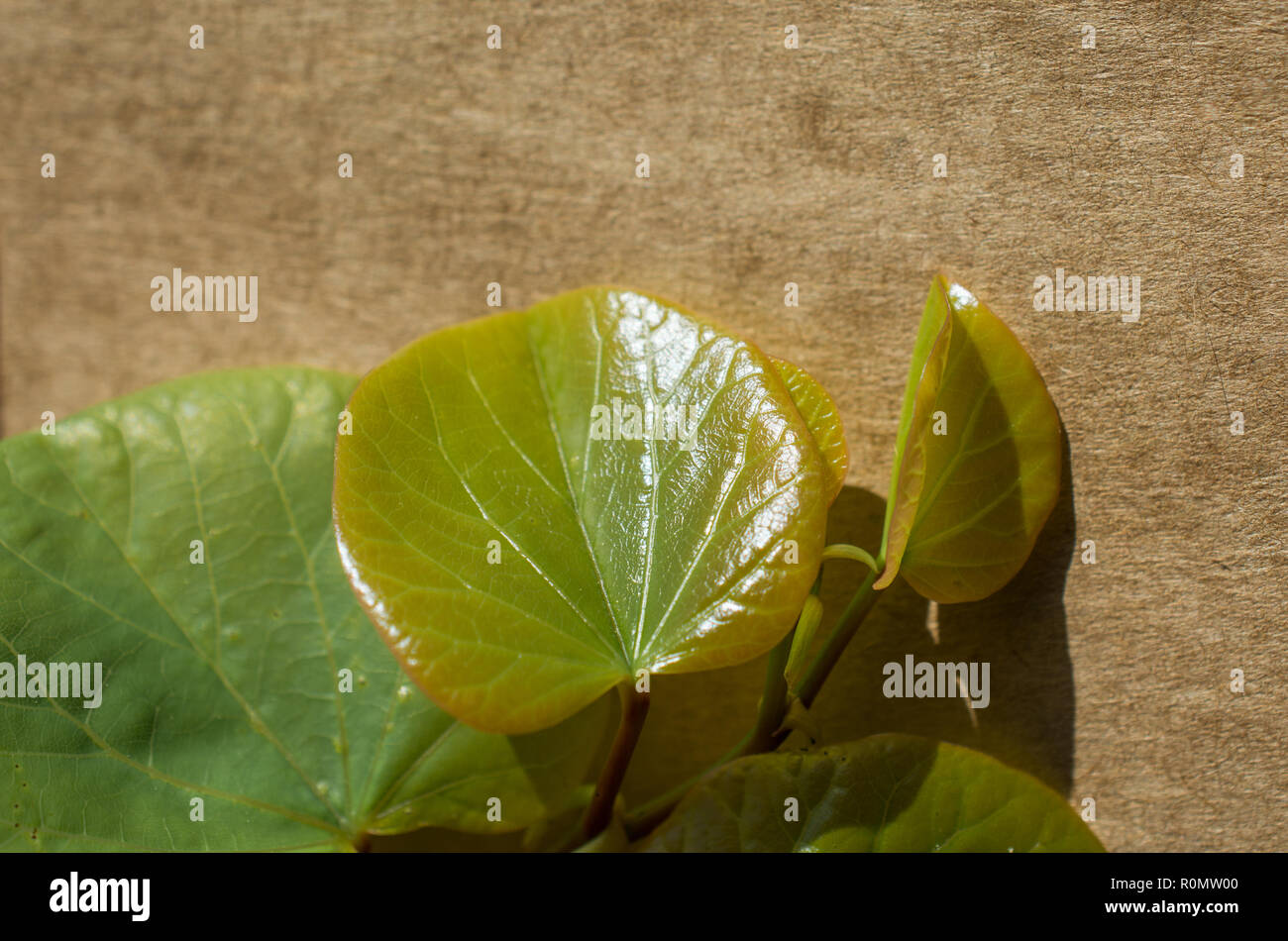 Leaves in hand over a notebook page Stock Photo - Alamy