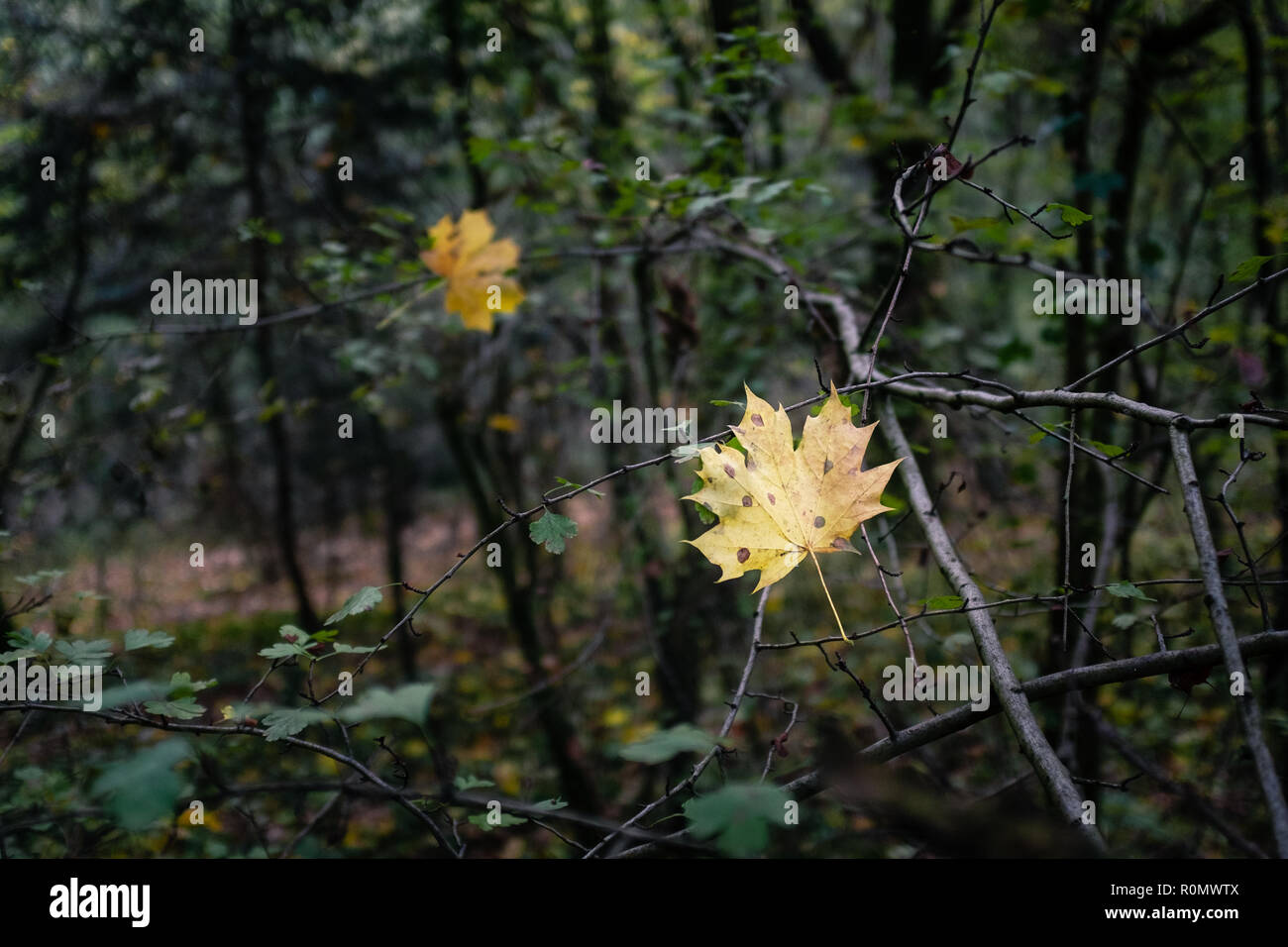 Dead leaf of yellow color Stock Photo - Alamy