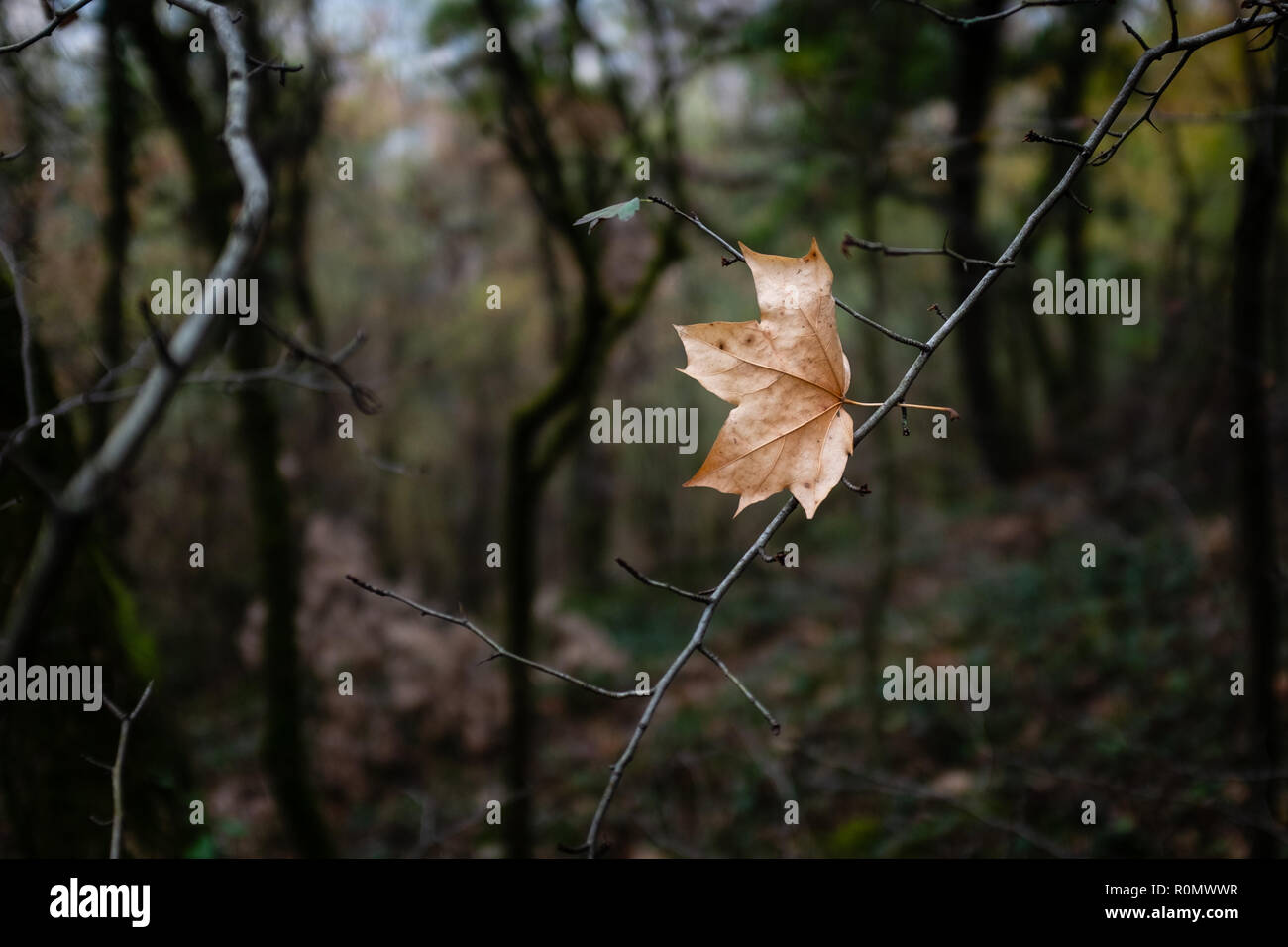 Dead leaf of yellow color Stock Photo - Alamy