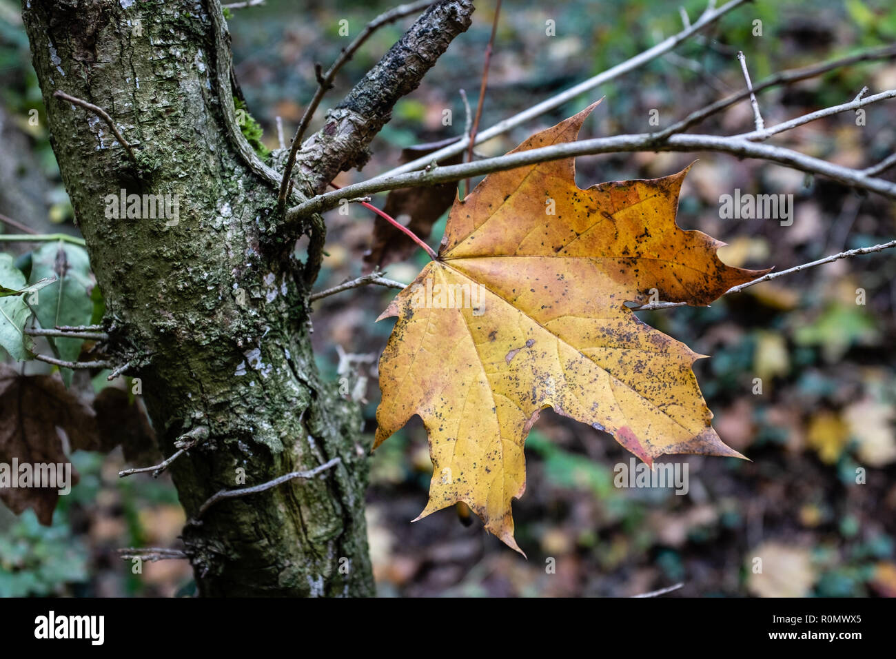 Dead leaf of yellow color Stock Photo - Alamy