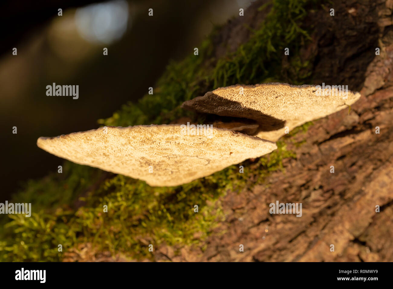 Fungus on willow tree hi-res stock photography and images - Alamy