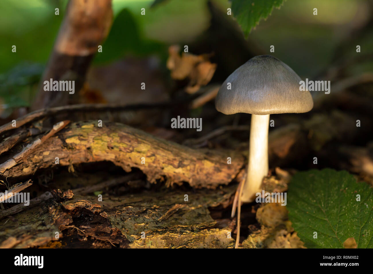 Close-up colour photograph of shield mushroom growing from dead wood ...