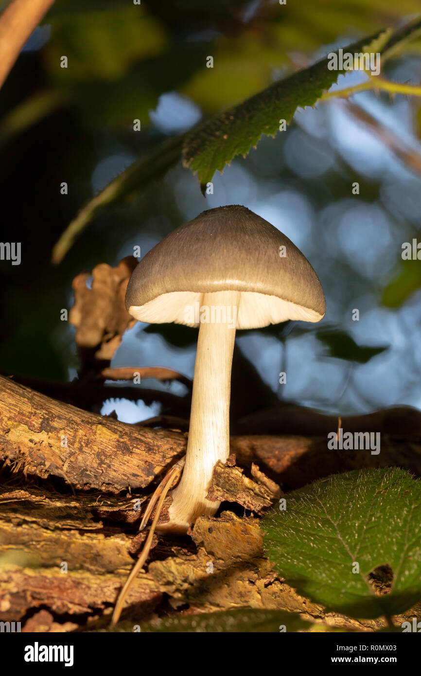 Close-up colour photograph of shield mushroom growing from dead wood in ...