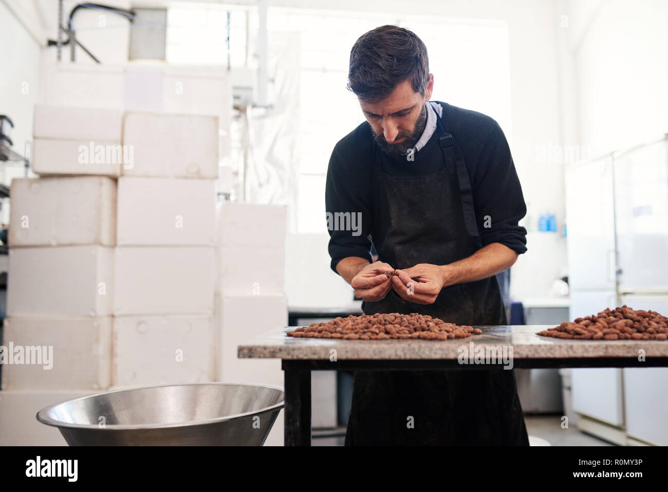 Chocolate making factory worker examining cocao beans for quality Stock ...