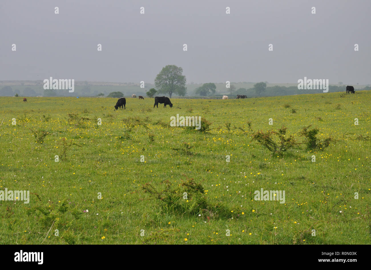 Animals grazing in Cheddar Gorge Stock Photo - Alamy