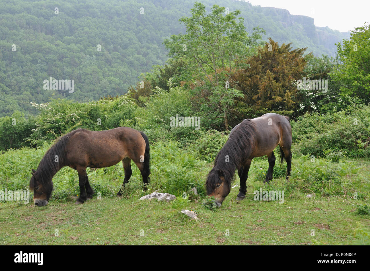 Cheddar Gorge horses Stock Photo - Alamy