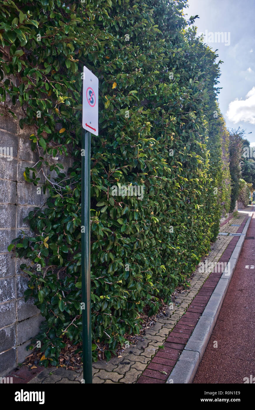 Hanging Hedge grows downwards above Jacobs Ladder, Perth Stock Photo ...