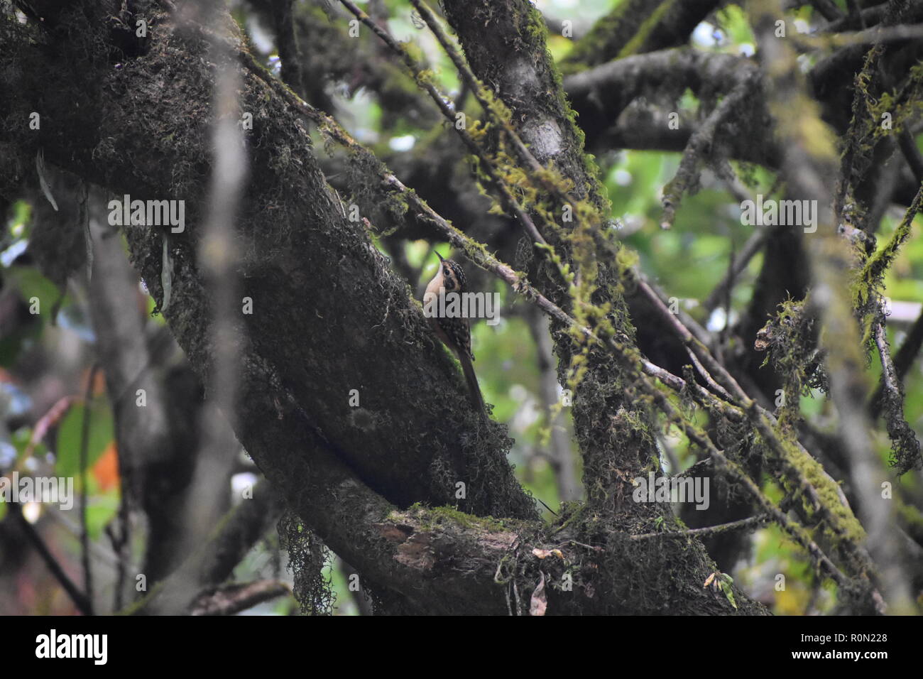 Tree Creeper Plant Stock Photos & Tree Creeper Plant Stock Images - Alamy