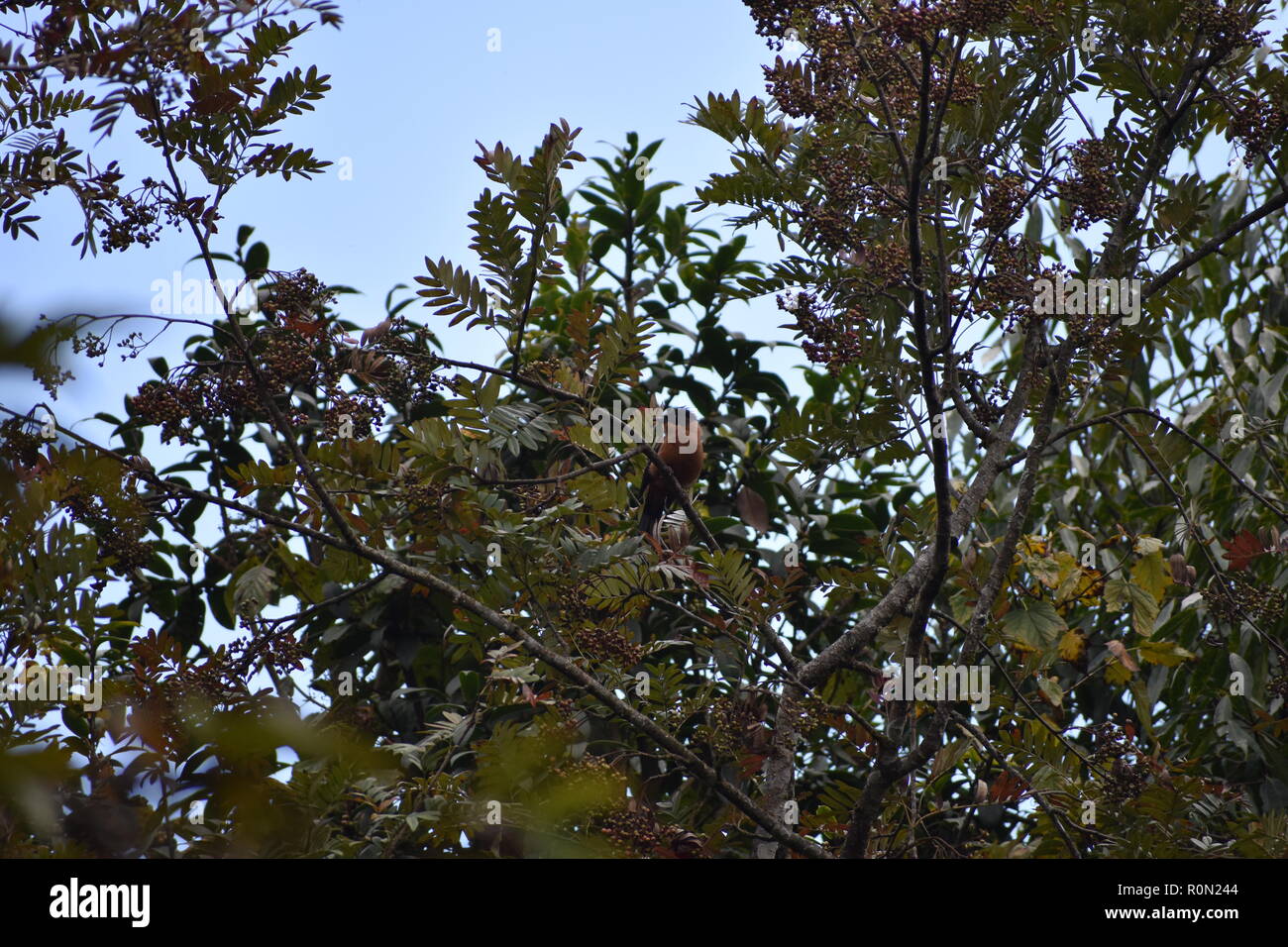 Sibia bird hi-res stock photography and images - Alamy