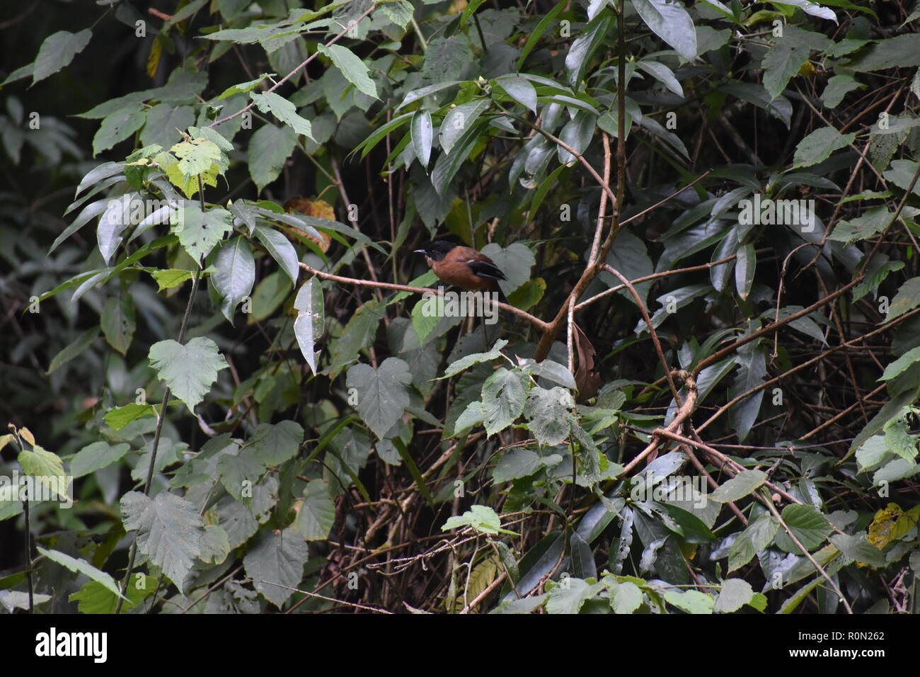 Rufous backed sibia hi-res stock photography and images - Alamy