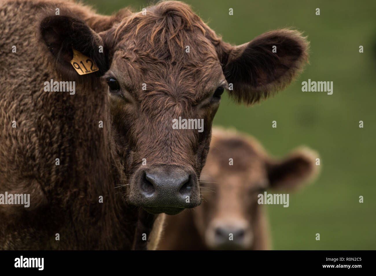 Angry Cow Stock Photos & Angry Cow Stock Images - Alamy