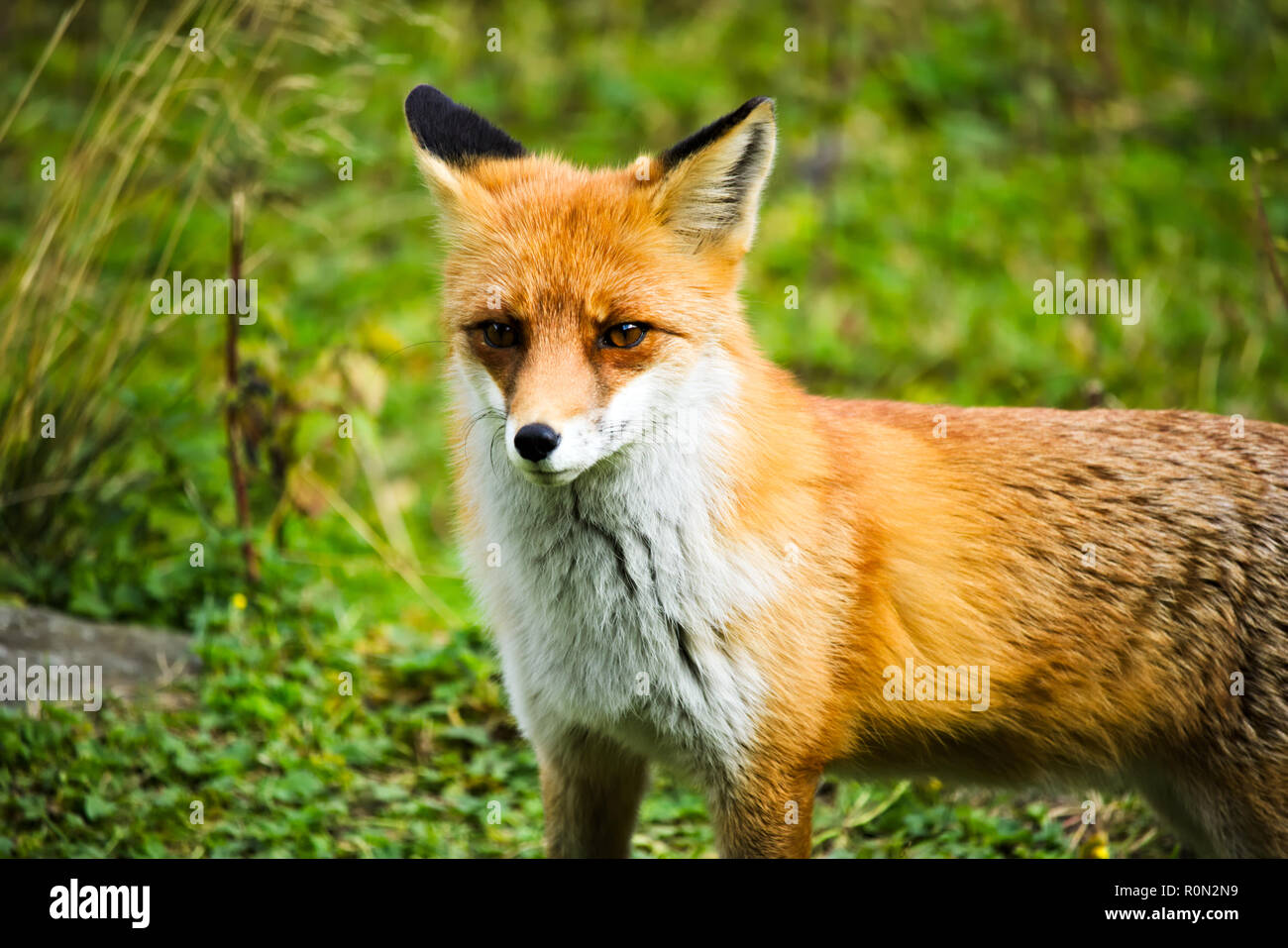 Fox Standing High Resolution Stock Photography and Images - Alamy