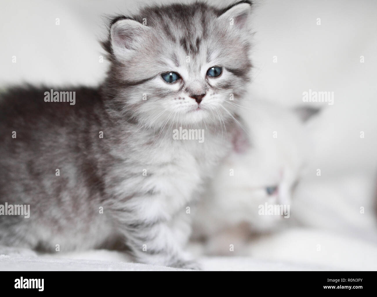 Adorable puppy cat on the snow Stock Photo - Alamy