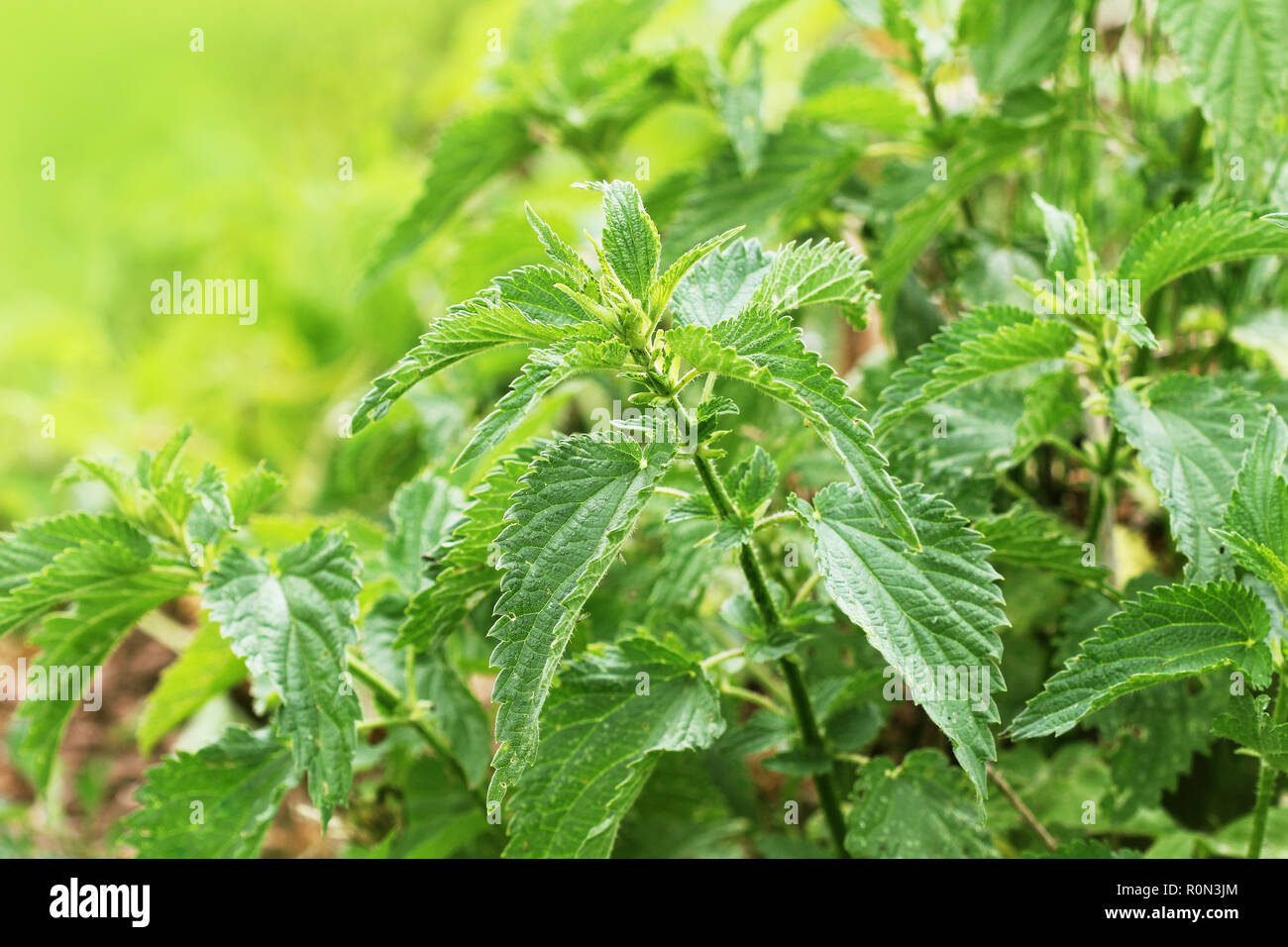Called common nettle hi-res stock photography and images - Alamy