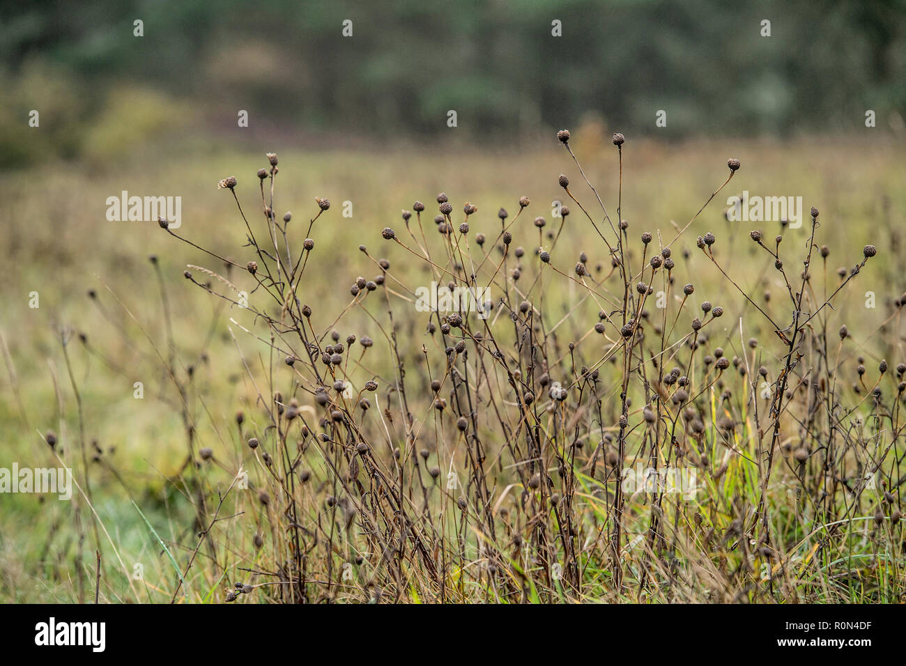 Meadow weed hi-res stock photography and images - Alamy