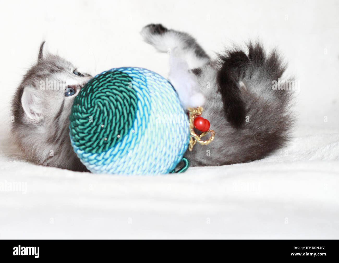 Curious puppy cat in Christmas time Stock Photo - Alamy