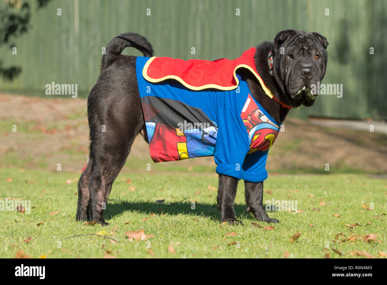 sharpei dog dressed in superman costume Stock Photo - Alamy