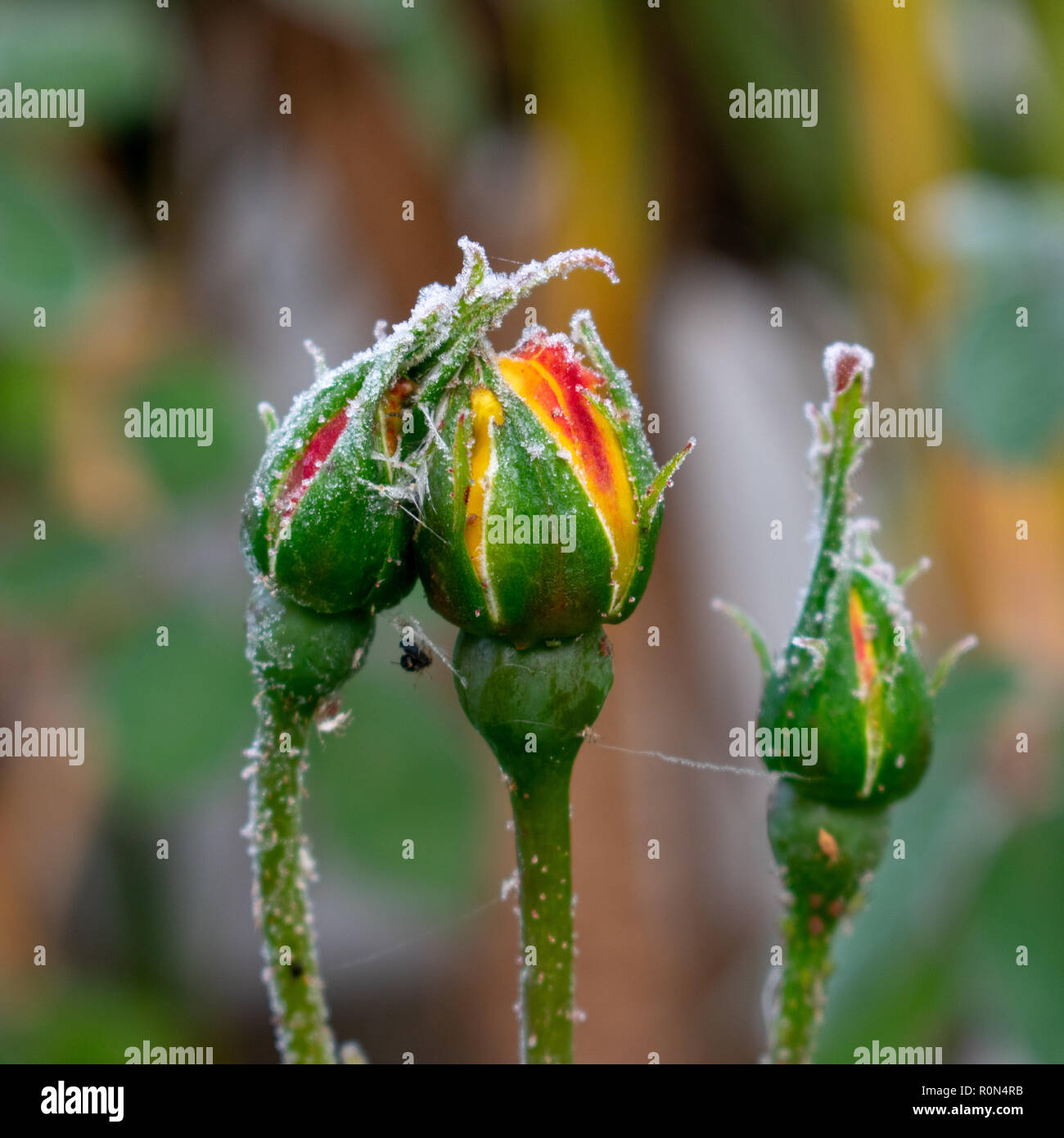 First frost on rose buds, spiders web with dead fly Stock Photo - Alamy