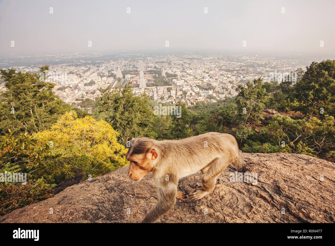 Rhesus Macaque little monkey at Arunachala mountain in Tiruvannamalai ...