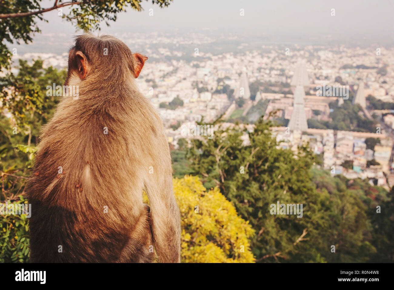 Rhesus Macaque little monkey at Arunachala mountain in Tiruvannamalai ...