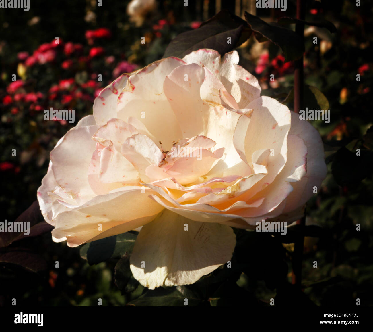 Petal fall hi-res stock photography and images - Alamy