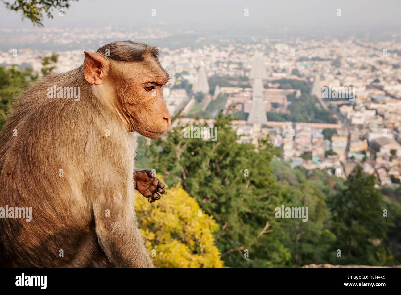 Rhesus Macaque little monkey at Arunachala mountain in Tiruvannamalai ...