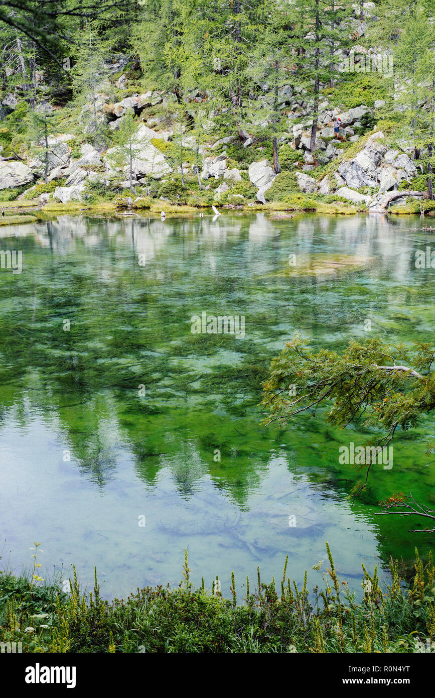 alpine lake, the forest is reflected in crystal clear water, cloudy day ...