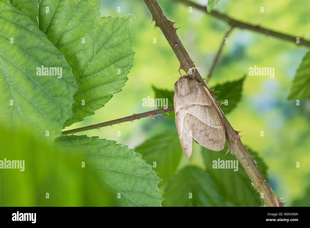 Brombeerspinner, Brombeer-Spinner, Weibchen, Macrothylacia rubi, fox ...