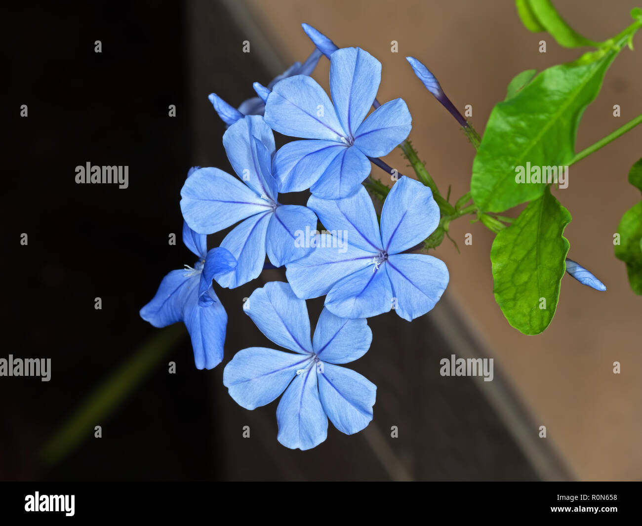 Closeup Cape Leadwort or Plumbago Auriculata Isolated on Background ...
