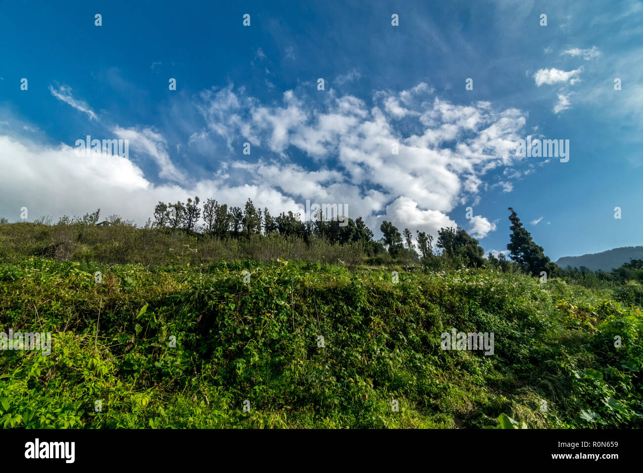 Step Farming in Uttrakhand Stock Photo - Alamy