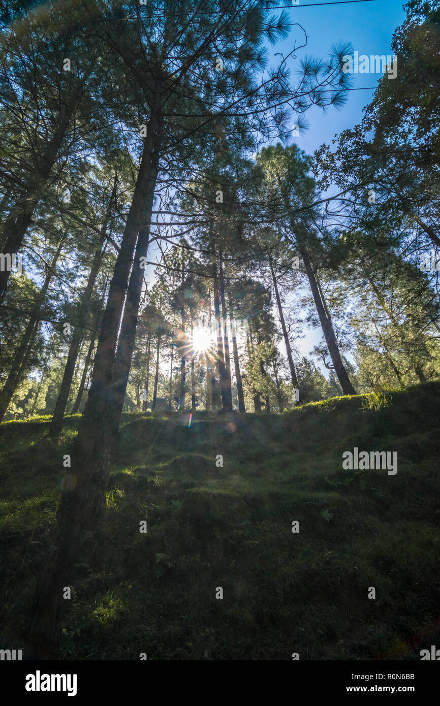 Sunburst in pines tree hi-res stock photography and images - Alamy