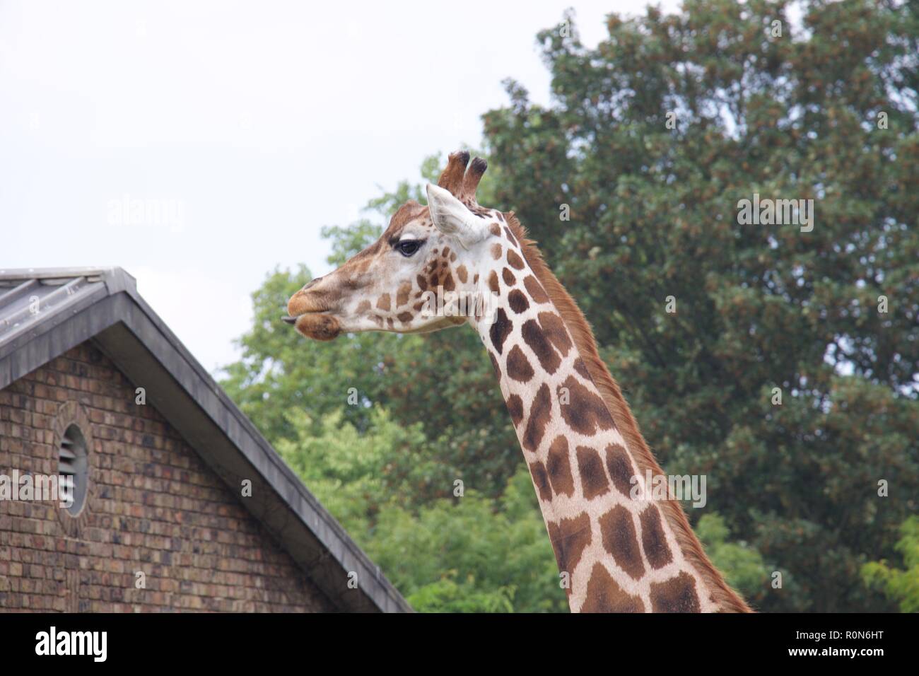 Giraffe london zoo hi-res stock photography and images - Alamy