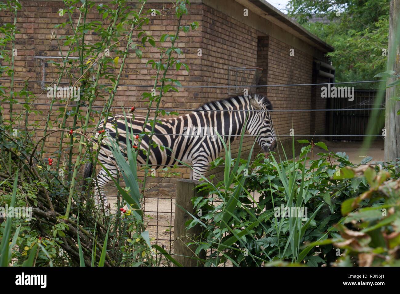 Zebra London zoo Stock Photo - Alamy