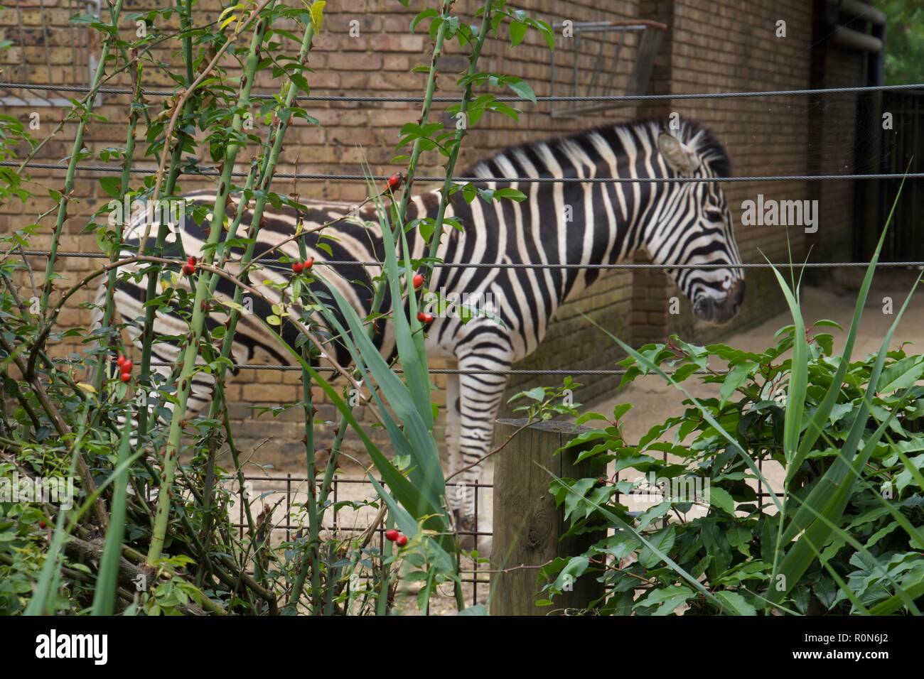 Zebra London zoo Stock Photo - Alamy