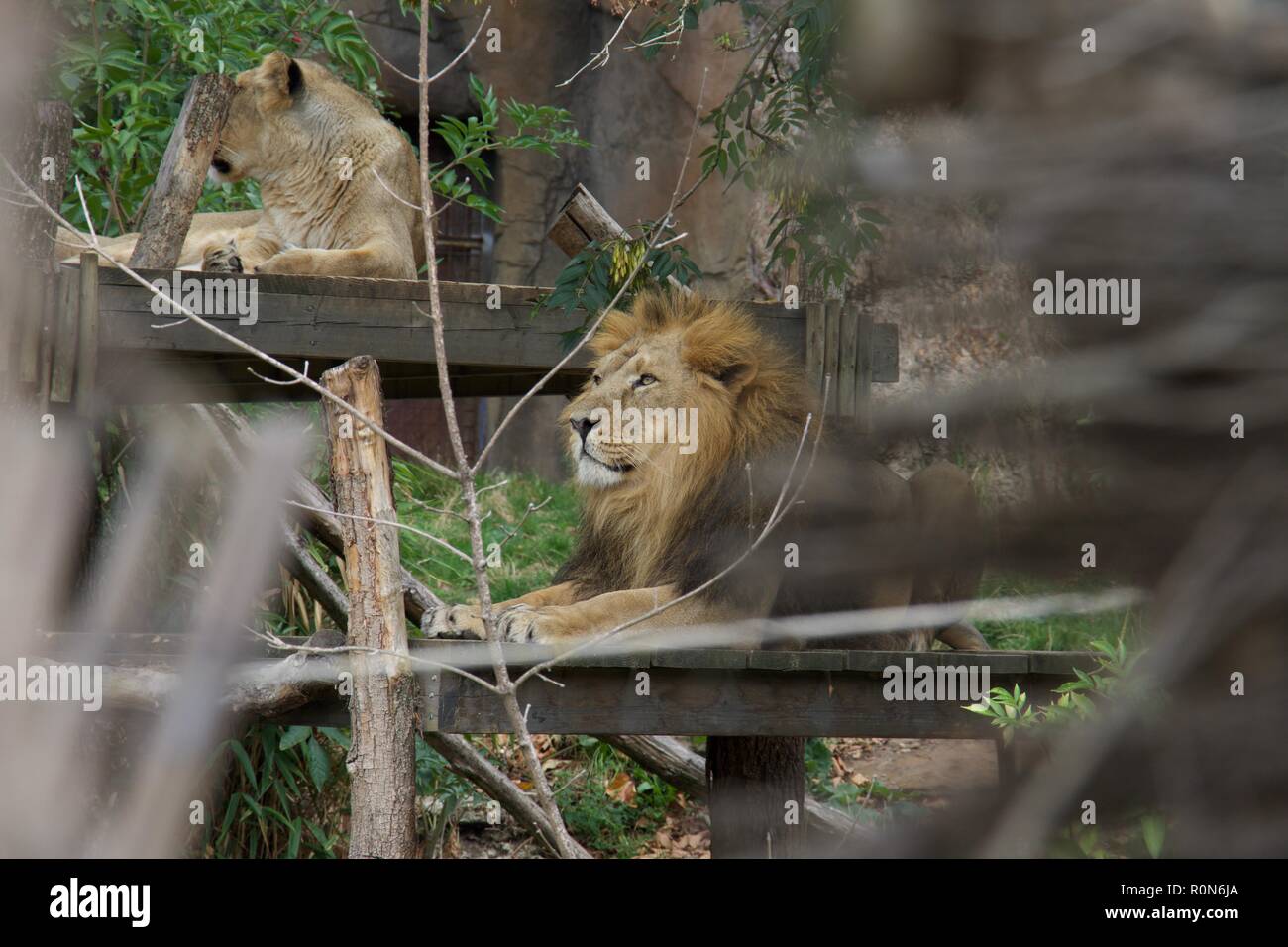 Lions in London Zoo Stock Photo - Alamy