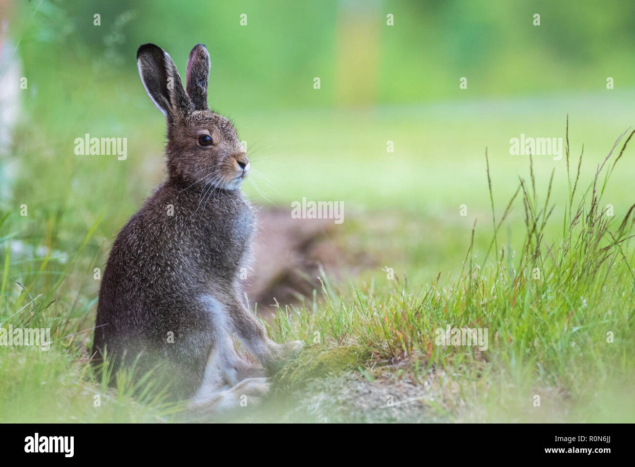 Mountain hare, Lepus timidus, sitting down in grass, Gällivare county ...