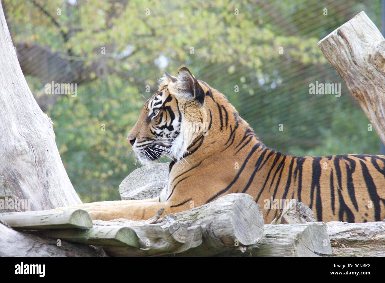 Tiger at London Zoo Stock Photo - Alamy