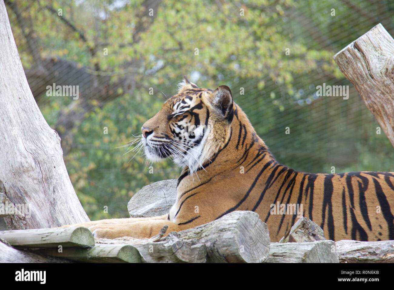Tiger at London Zoo Stock Photo - Alamy