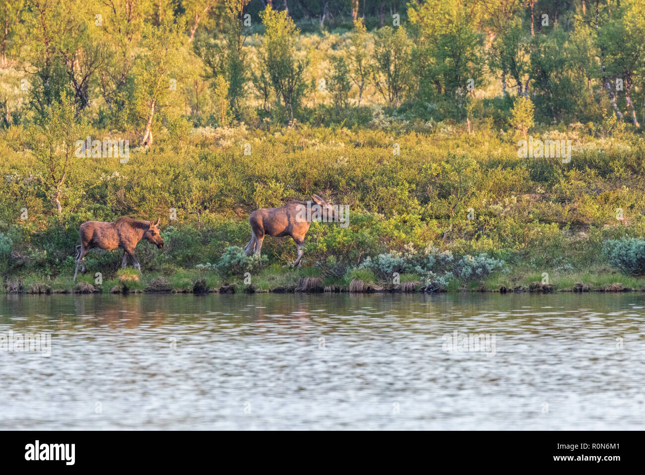 Moose Running In Water High Resolution Stock Photography and Images - Alamy