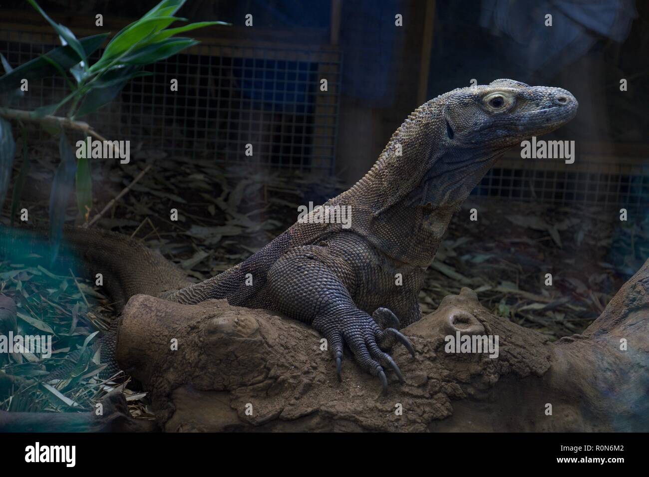 komodo dragon in the zoo Stock Photo - Alamy