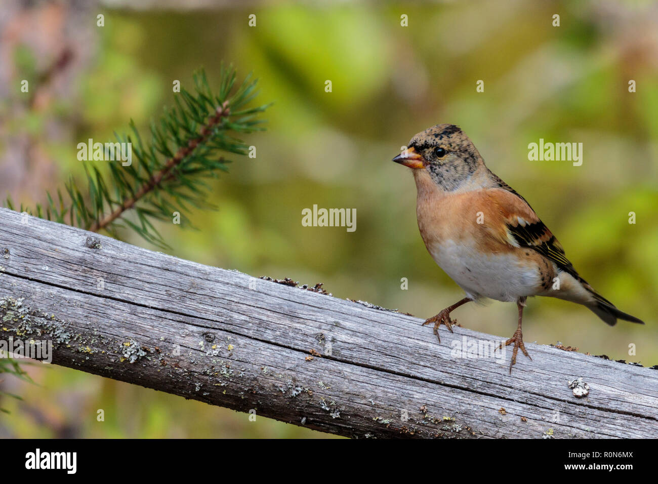 Brambling image hi-res stock photography and images - Alamy
