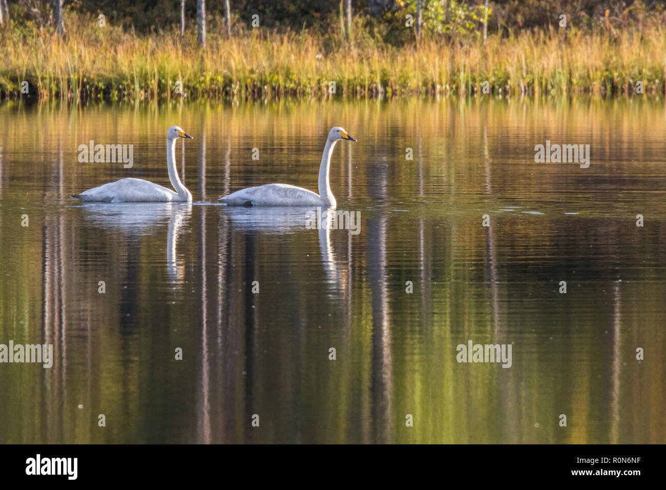 Two Whooper swans, Cygnus cygnus, swimming in a lake and the trees ...