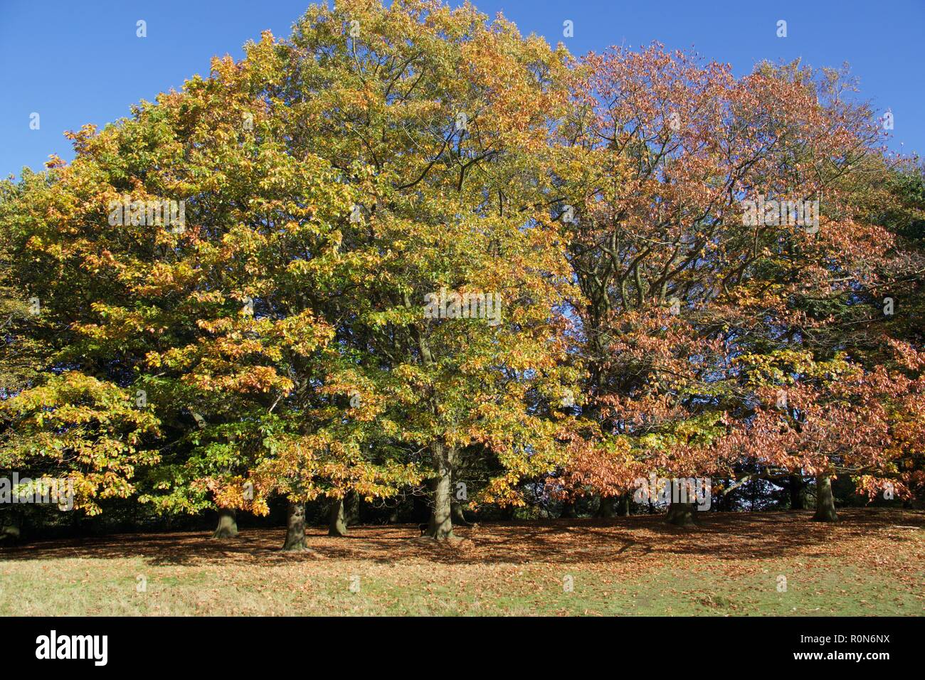 Trees on hampstead heath hi-res stock photography and images - Alamy