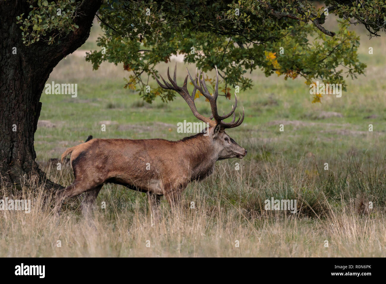 Stag during rut season at Jaegersborg dyrehaven, Denmark Stock Photo ...