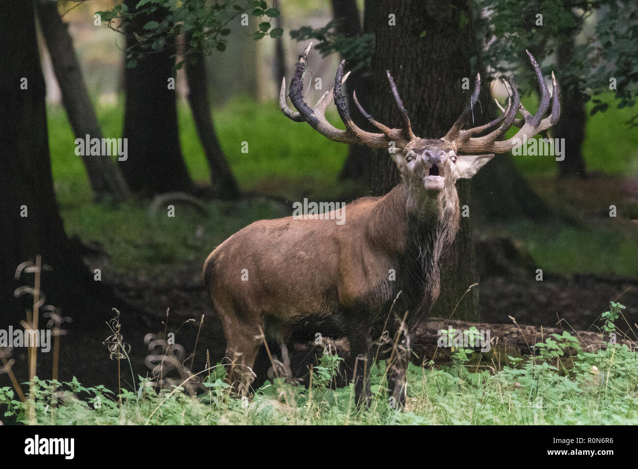 Stag during rut season at Jaegersborg dyrehaven, Denmark Stock Photo ...