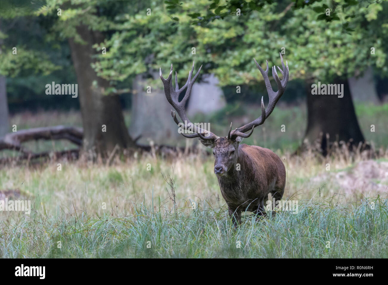 Stag during rut season at Jaegersborg dyrehaven, Denmark Stock Photo ...